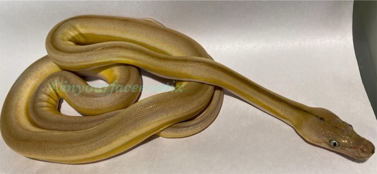 Platinum Suntiger Titanium#1 Reticulated Python by In Your Face Exotix