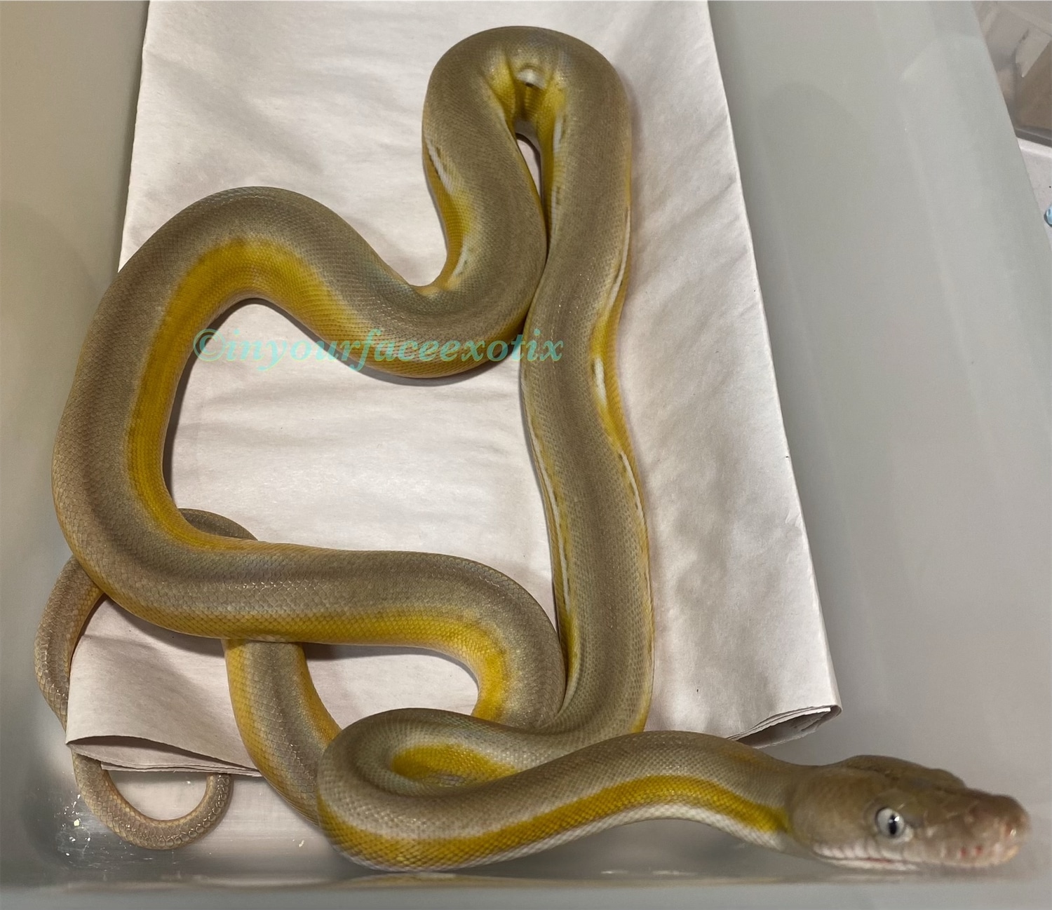 Platinum Sunfire Titanium Reticulated Python by In Your Face Exotix ...