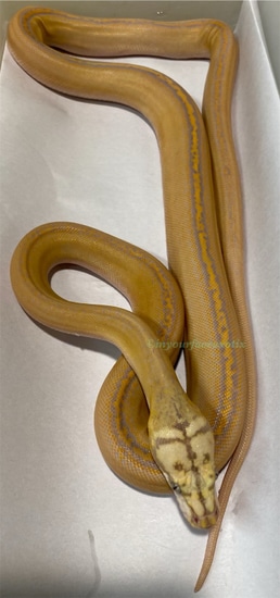 Purple Motley Goldenchild#1 Reticulated Python by In Your Face Exotix