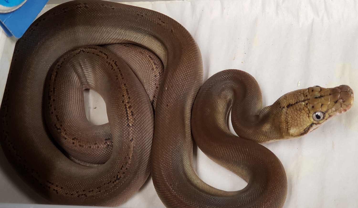 Platinum GC Phantom Reticulated Python by In Your Face Exotix - MorphMarket