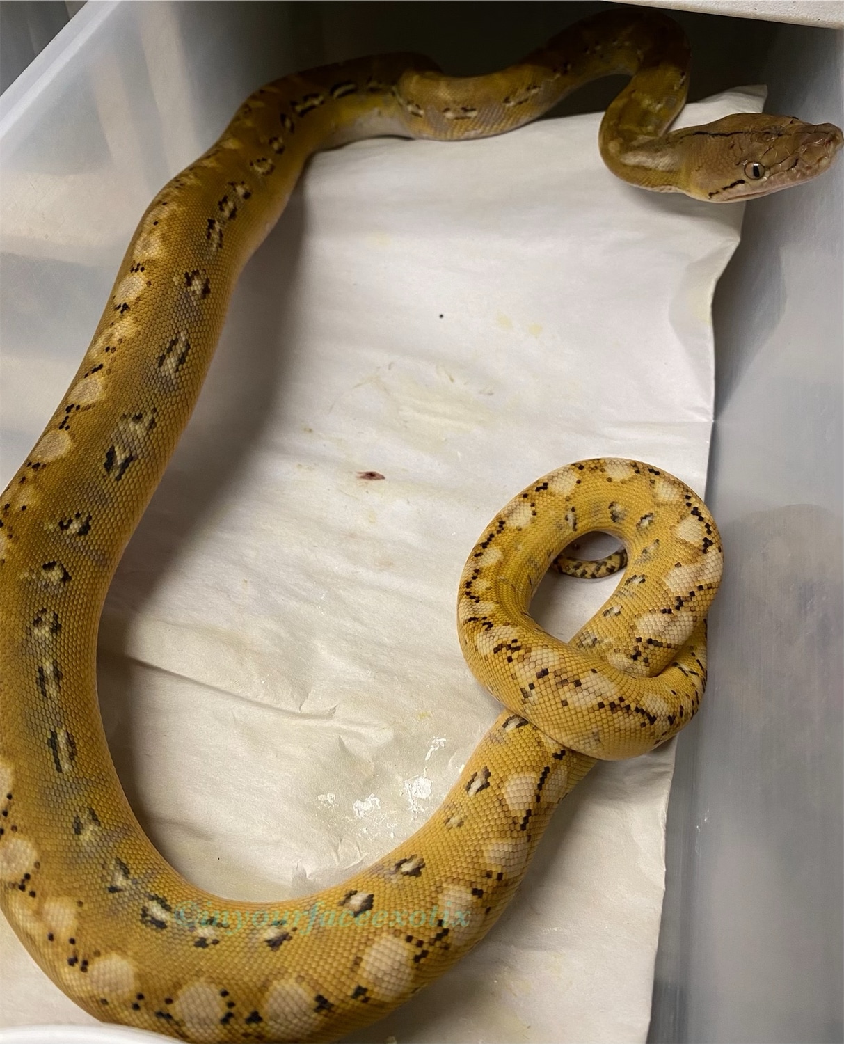 Platinum Marble Reticulated Python by In Your Face Exotix - MorphMarket