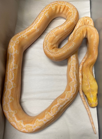 White Platinum Phantom Reticulated Python by In Your Face Exotix