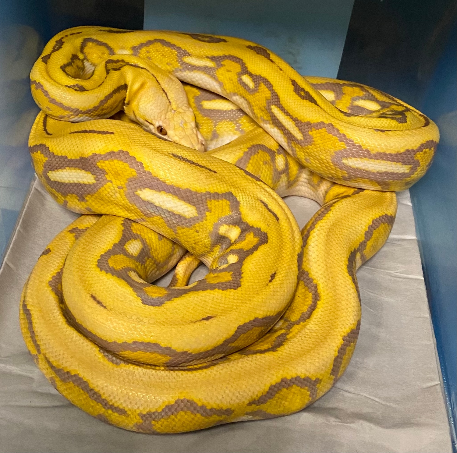 Orange Glow Tiger Citron Reticulated Python by In Your Face Exotix ...