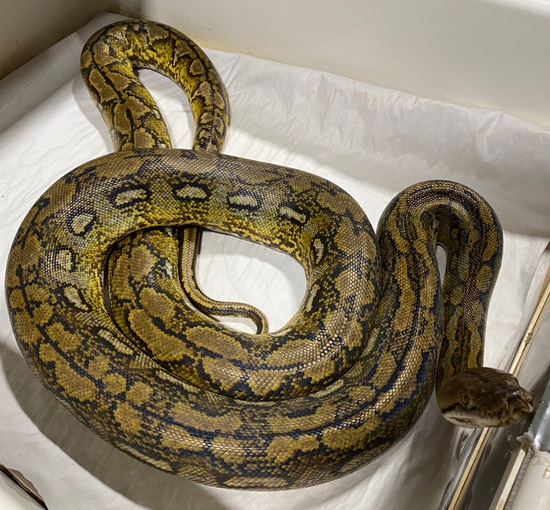 Marble Tiger PH Albino Reticulated Python by In Your Face Exotix