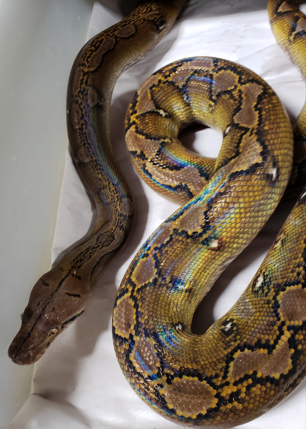 Dwarf Selayer Sunfire Marble Reticulated Python by In Your Face Exotix ...