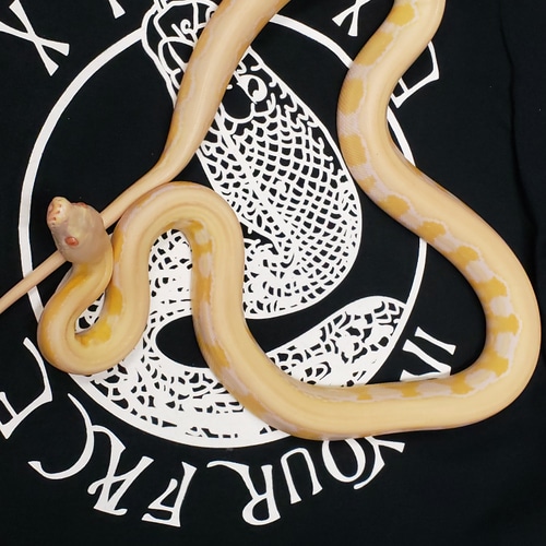 In Your Face Exotix - MorphMarket