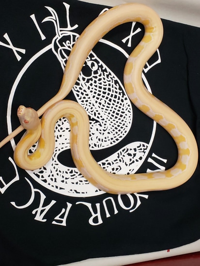 Platinum Amel Tiger Reticulated Python by In Your Face Exotix