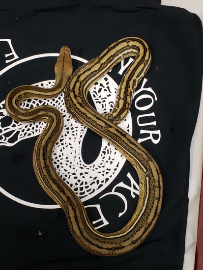 Phantom Tiger Het Amel Reticulated Python by In Your Face Exotix
