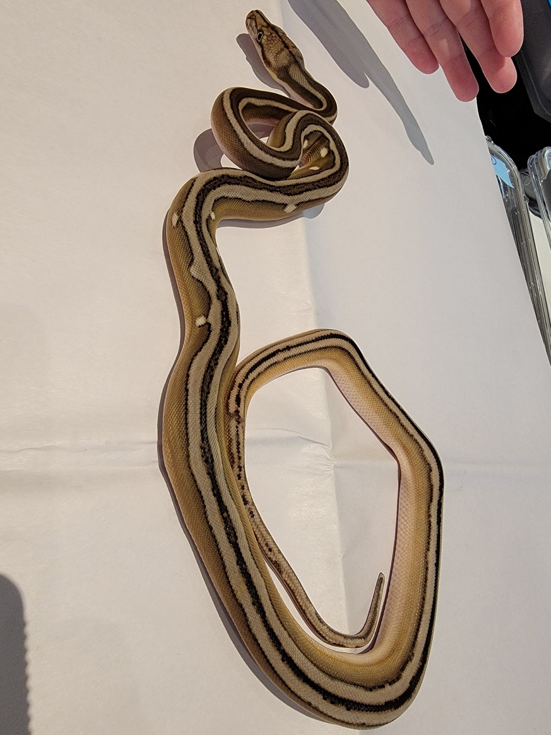 Super Tiger Motley Phantom Reticulated Python by In Your Face Exotix ...