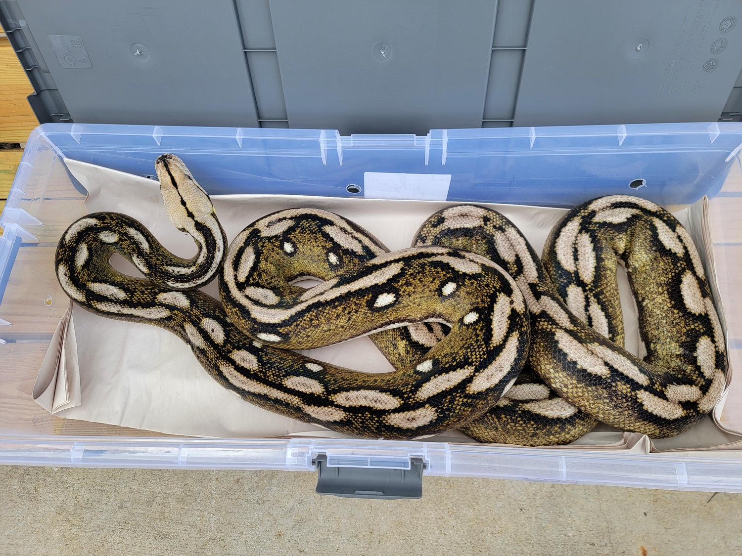 Dwarf Motley Suntiger Reticulated Python by In Your Face Exotix ...