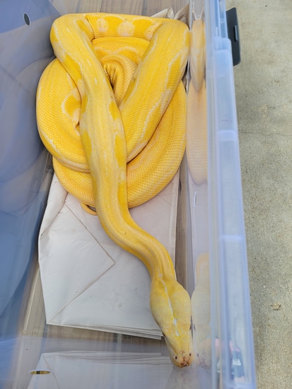 Albino Platinum Tiger Reticulated Python by In Your Face Exotix