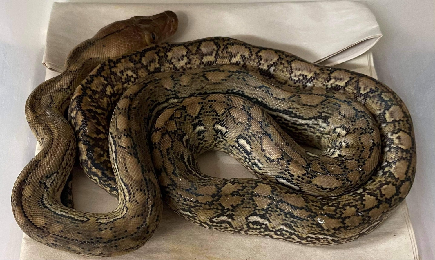 Marble Tiger Reticulated Python by In Your Face Exotix - MorphMarket