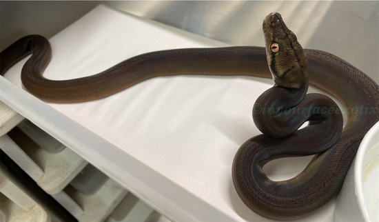 Goldenchild Het Genetic Stripe 1 Reticulated Python by In Your Face Exotix