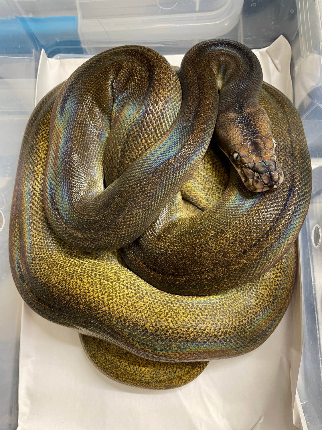 40% OFF Goldenchild Tiger Titanium Reticulated Python by In Your Face ...