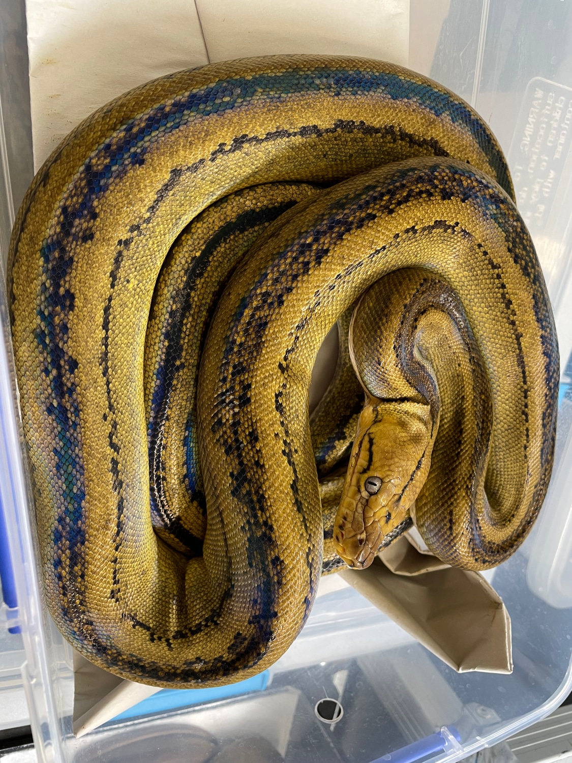 Platinum GCT 3 Reticulated Python by In Your Face Exotix - MorphMarket