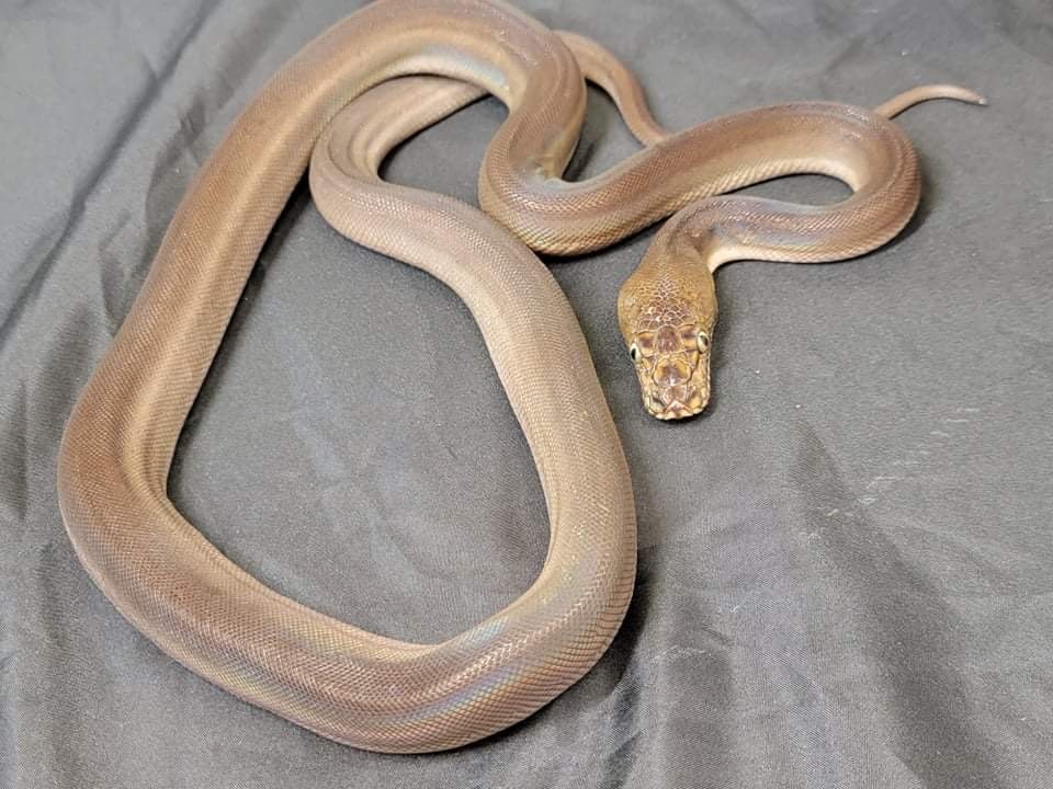 Goldenchild Phantom Reticulated Python by In Your Face Exotix - MorphMarket