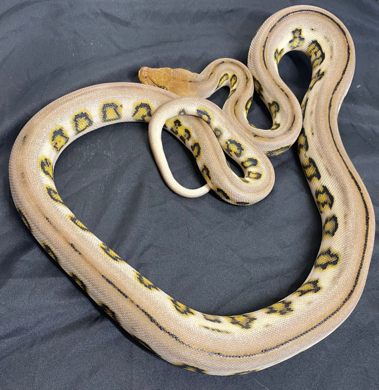 Jag Tiger Het Pied #1 Reticulated Python by In Your Face Exotix ...