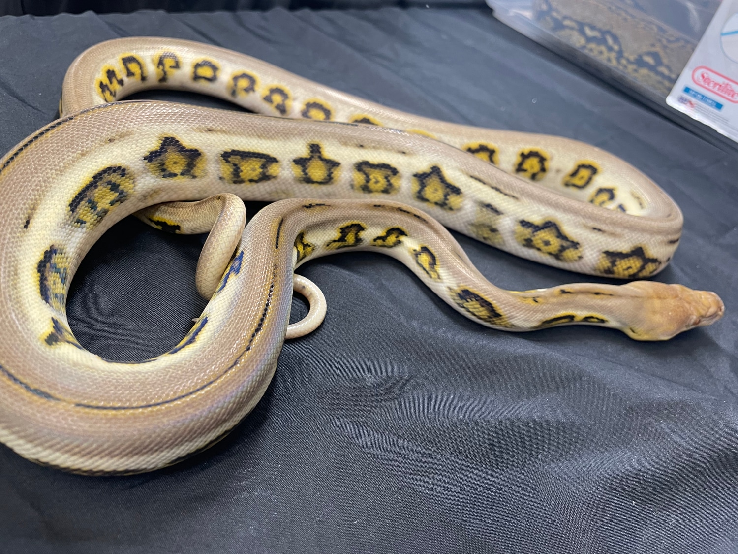Jag Tiger Het Pied 3 Reticulated Python by In Your Face Exotix ...