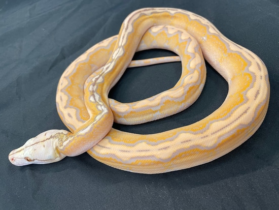 Albino Purple Motley Reticulated Python by In Your Face Exotix