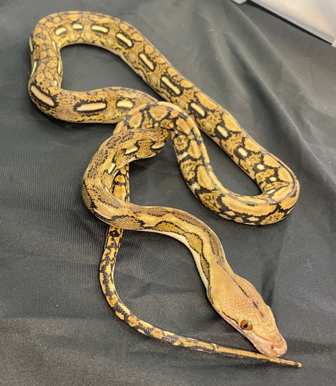 Graniteback Tiger Het Albino 1 Reticulated Python by In Your Face Exotix
