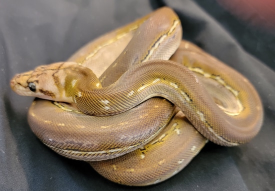 Phantom Anthrax Reticulated Python by In Your Face Exotix