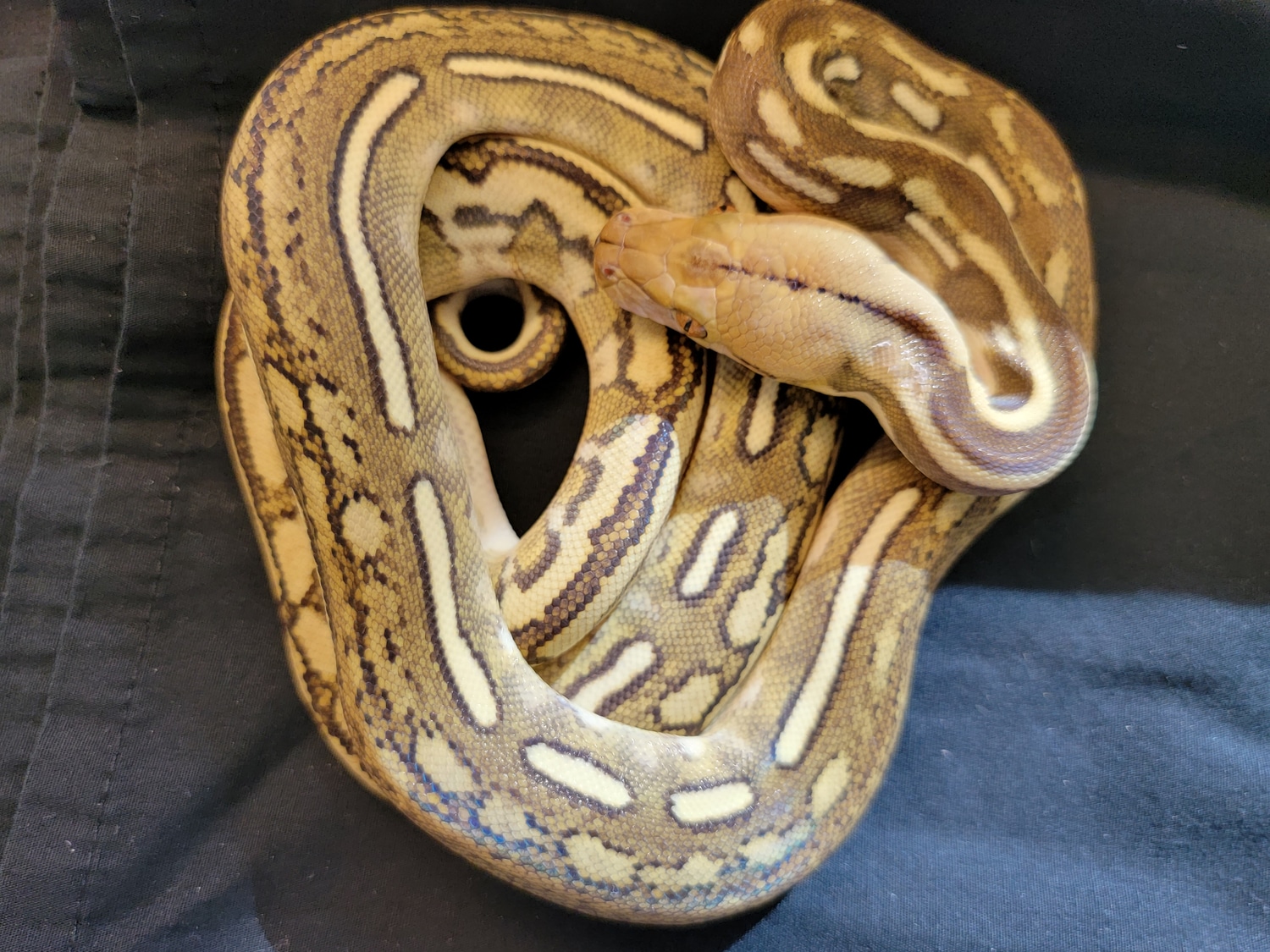 Tiger Phantom Reticulated Python by In Your Face Exotix - MorphMarket