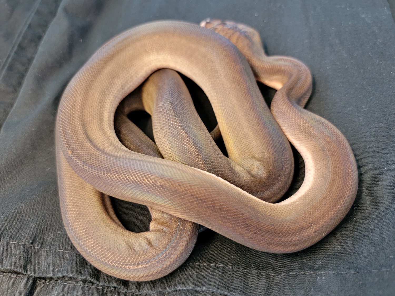Motley Goldenchild Phantom Reticulated Python by In Your Face Exotix ...
