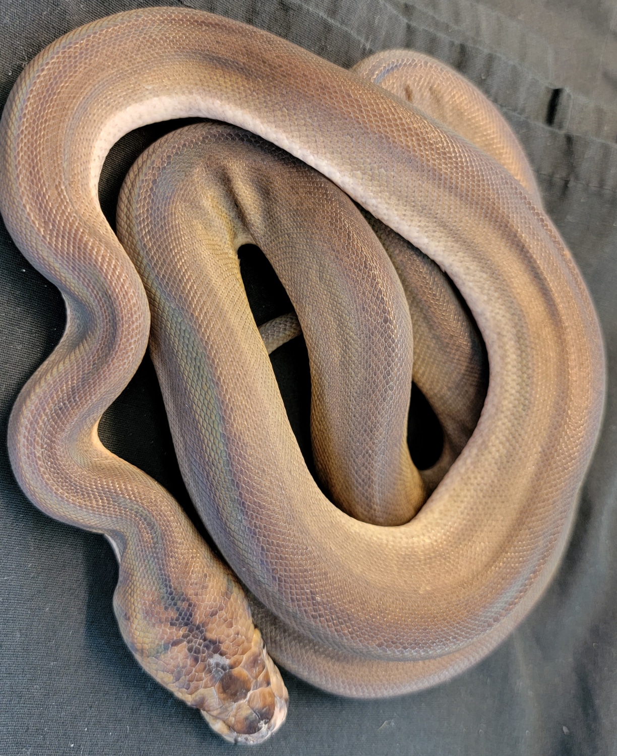 Motley Goldenchild Phantom Reticulated Python by In Your Face Exotix ...