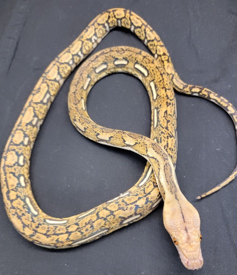 Graniteback Tiger Het Albino 3 Reticulated Python by In Your Face Exotix