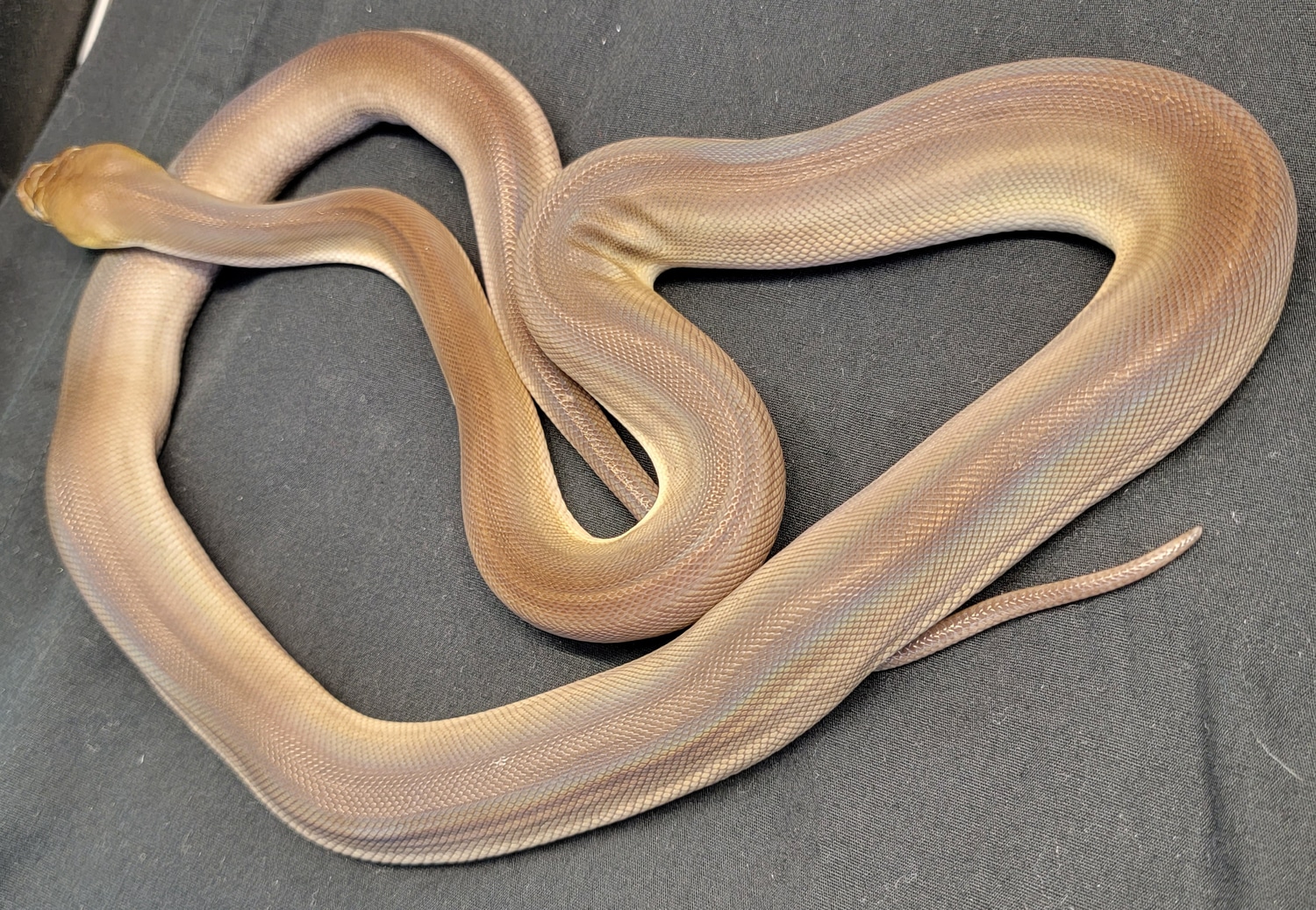 Motley Goldenchild Phantom Reticulated Python by In Your Face Exotix ...