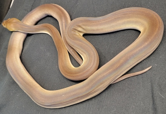 Motley Goldenchild Phantom Reticulated Python by In Your Face Exotix