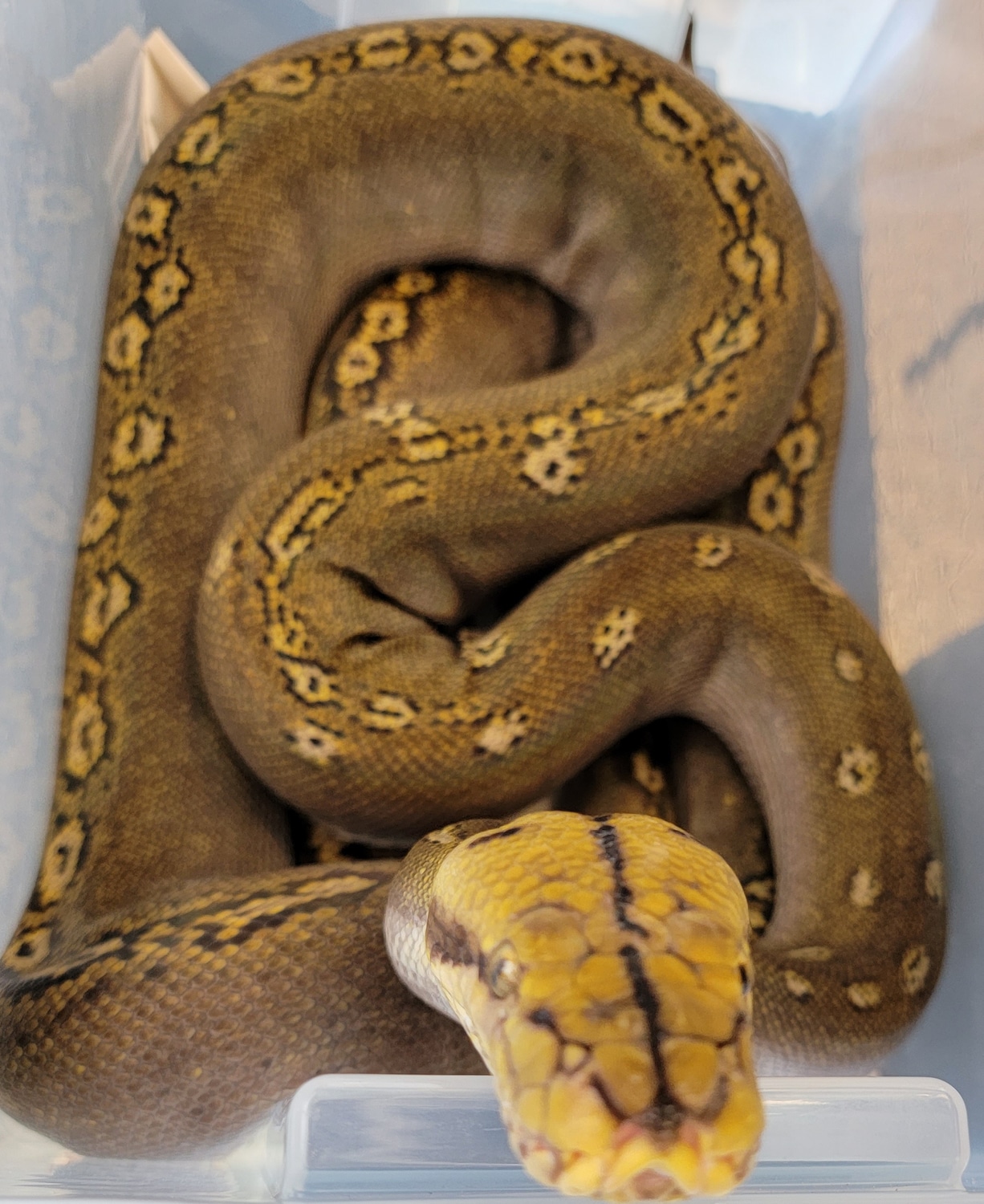 Motley Phantom #4 Reticulated Python by In Your Face Exotix - MorphMarket