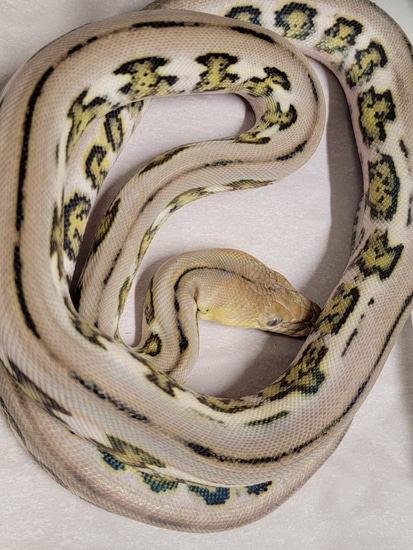Jaguar Tiger Het Pied #2 Reticulated Python by In Your Face Exotix