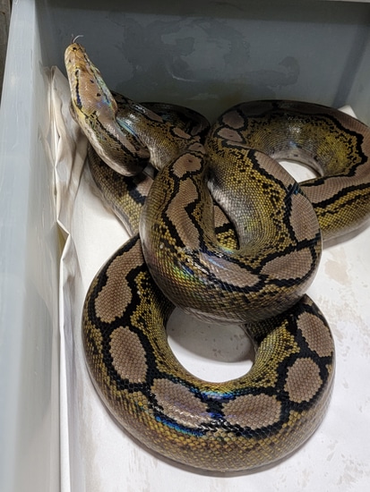 Motley Sun Het Pied Reticulated Python by In Your Face Exotix