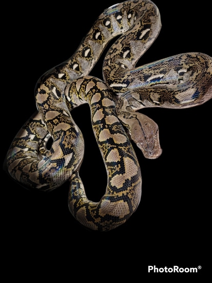 Graniteback Het Albino Reticulated Python by In Your Face Exotix