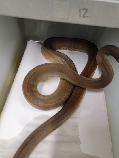 Goldenchild Genetic Stripe Reticulated Python by In Your Face Exotix