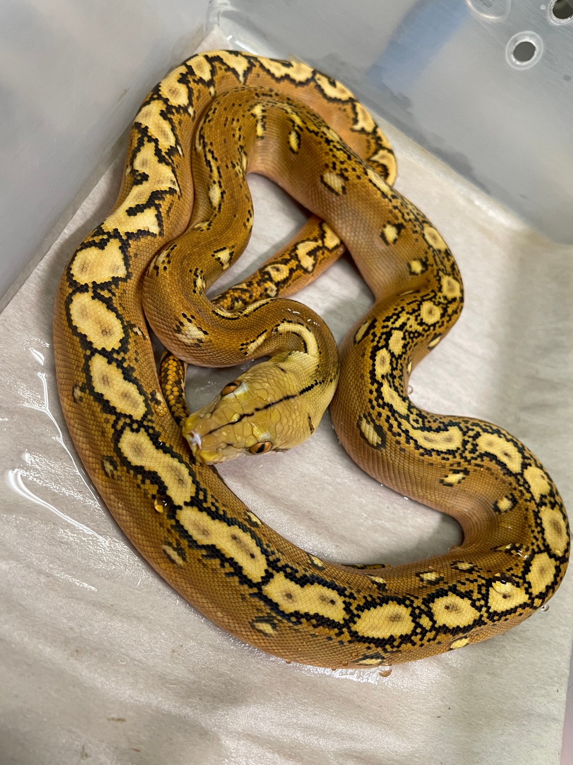 Phantom Het GS Reticulated Python by In Your Face Exotix - MorphMarket