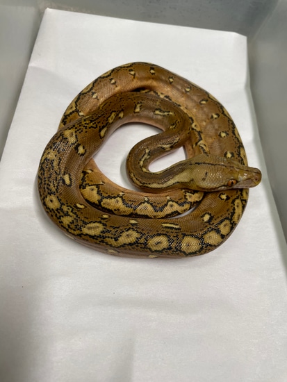 Phantom Het GS Reticulated Python by In Your Face Exotix