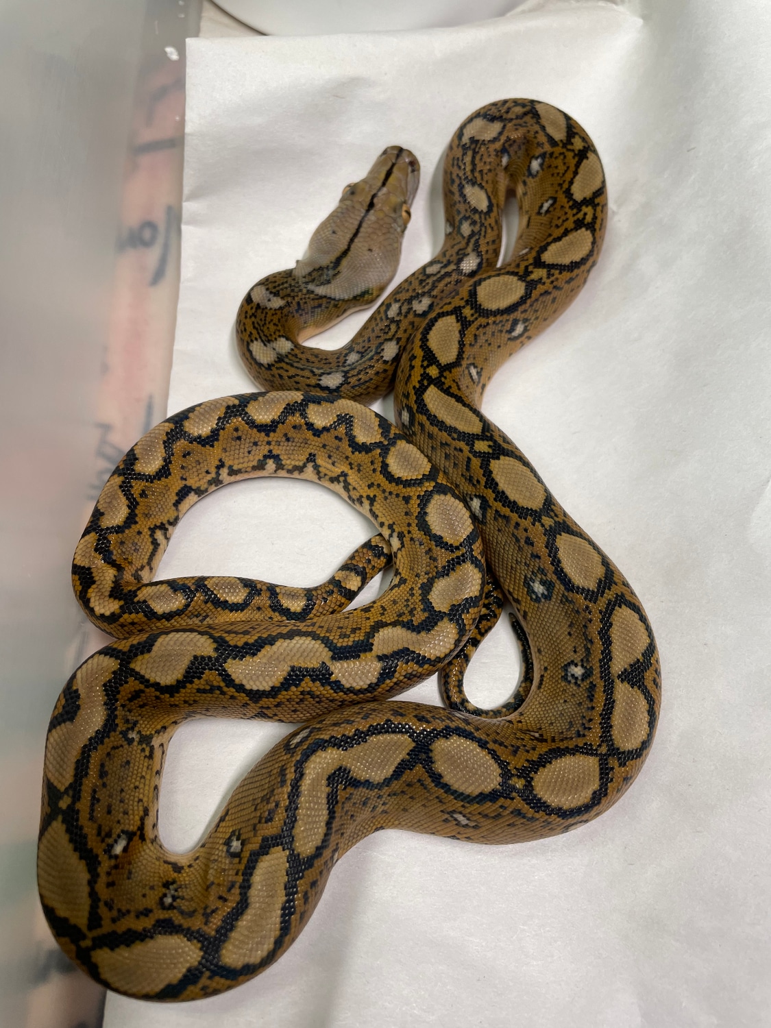 Motley Het GS Reticulated Python by In Your Face Exotix - MorphMarket