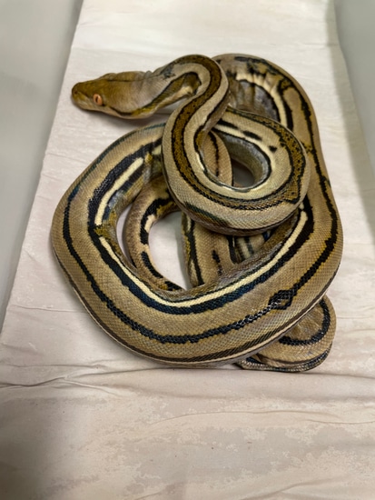 Genetic Stripe Reticulated Python by In Your Face Exotix