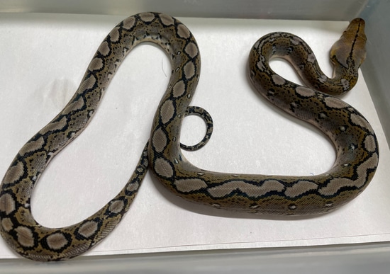 Motley Het Gs 2 Reticulated Python by In Your Face Exotix