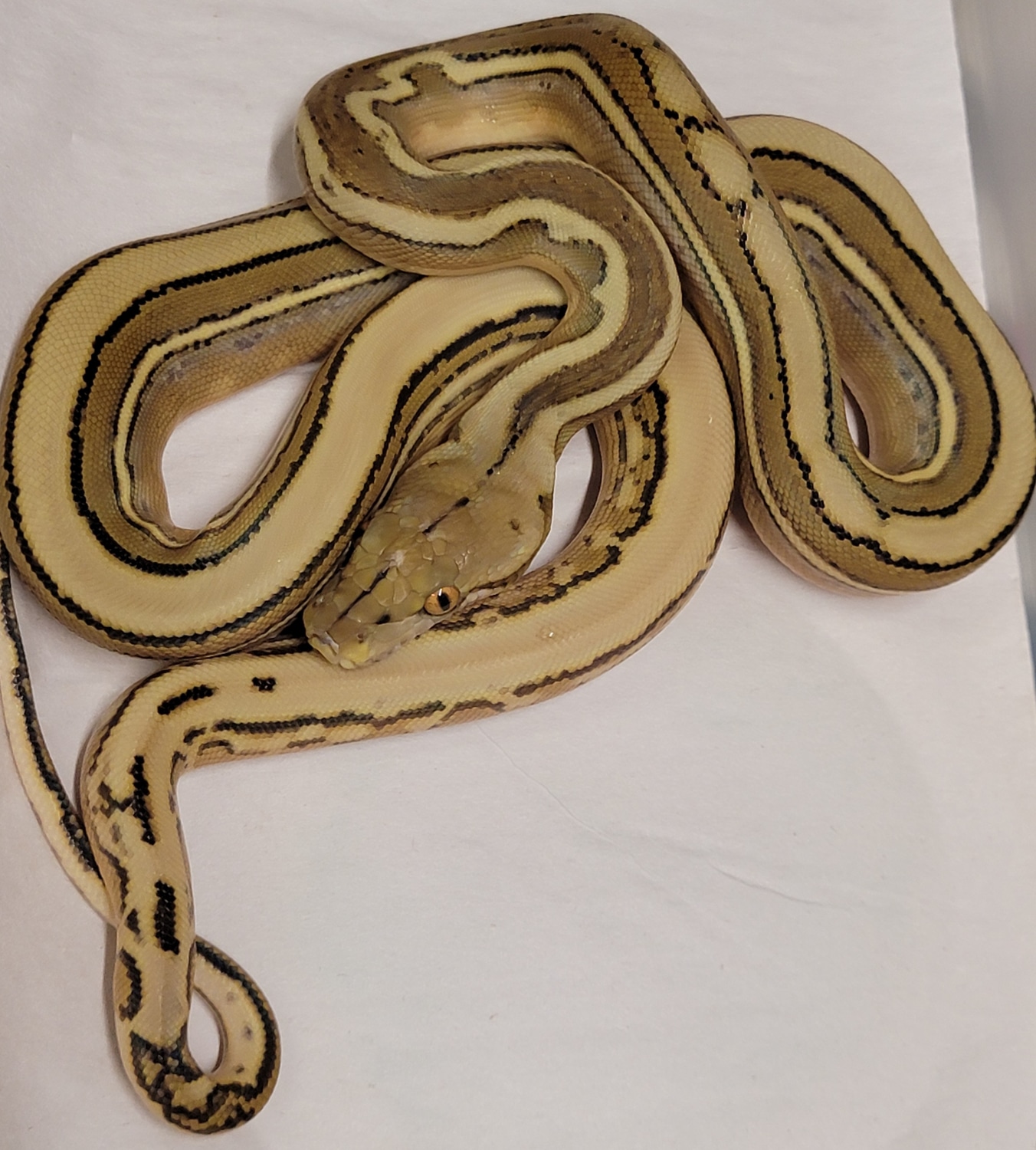 Phantom Genetic Stripe Reticulated Python by In Your Face Exotix ...