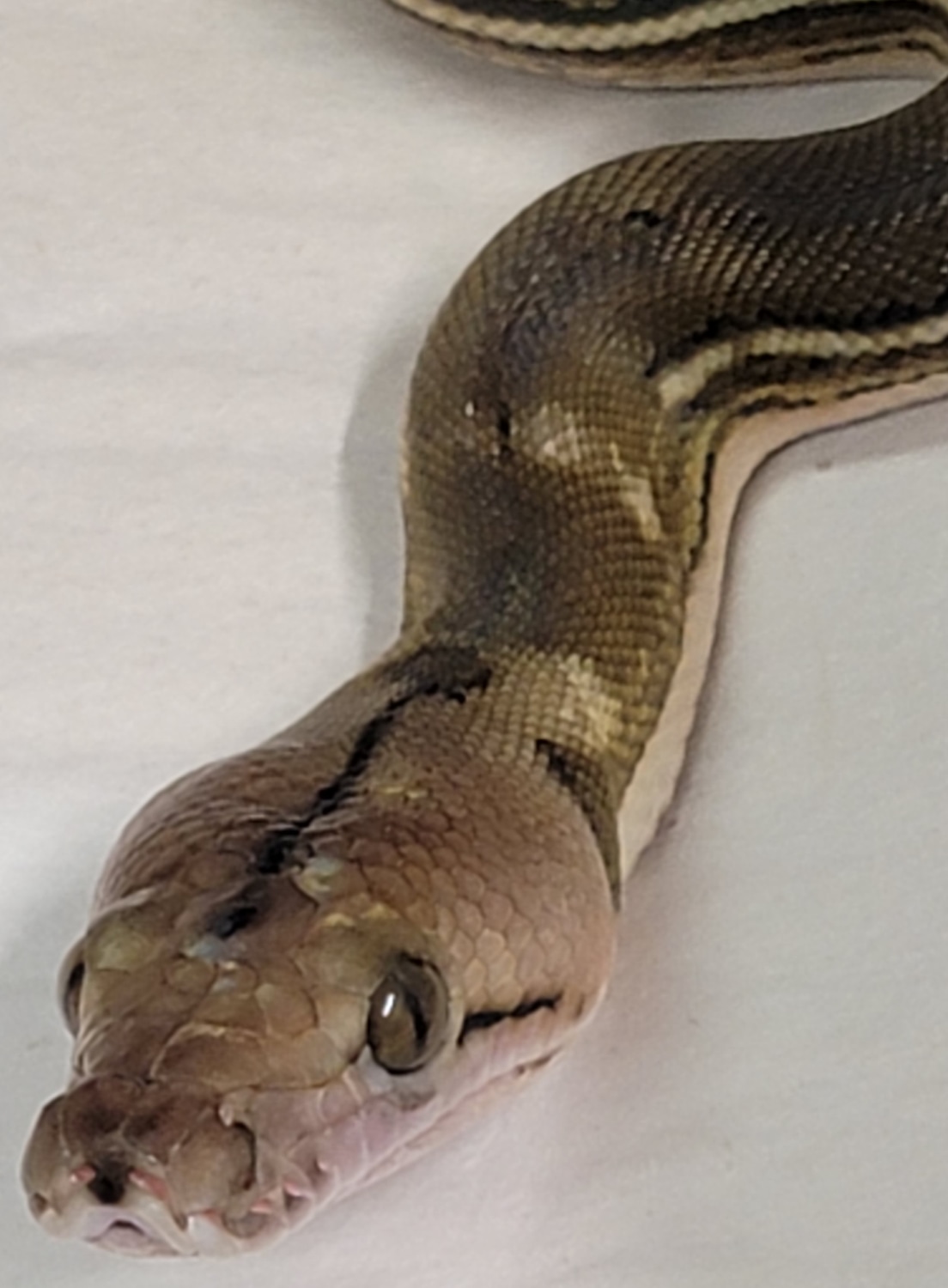 Ivy Anthrax Tiger Reticulated Python by In Your Face Exotix - MorphMarket