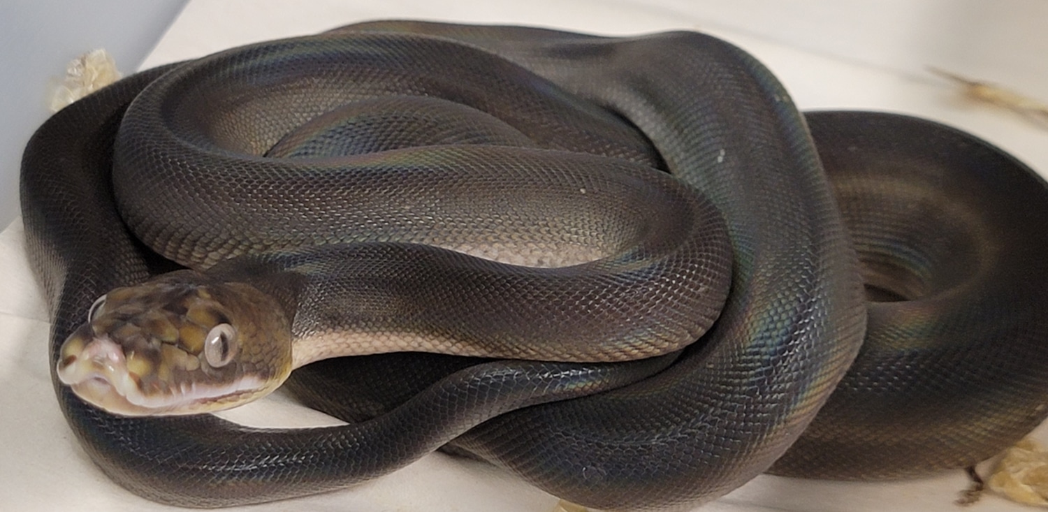 Motley Goldenchild HOGS Reticulated Python by In Your Face Exotix ...