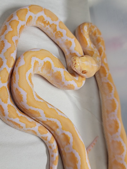 Albino Poss Het Anery Reticulated Python by In Your Face Exotix