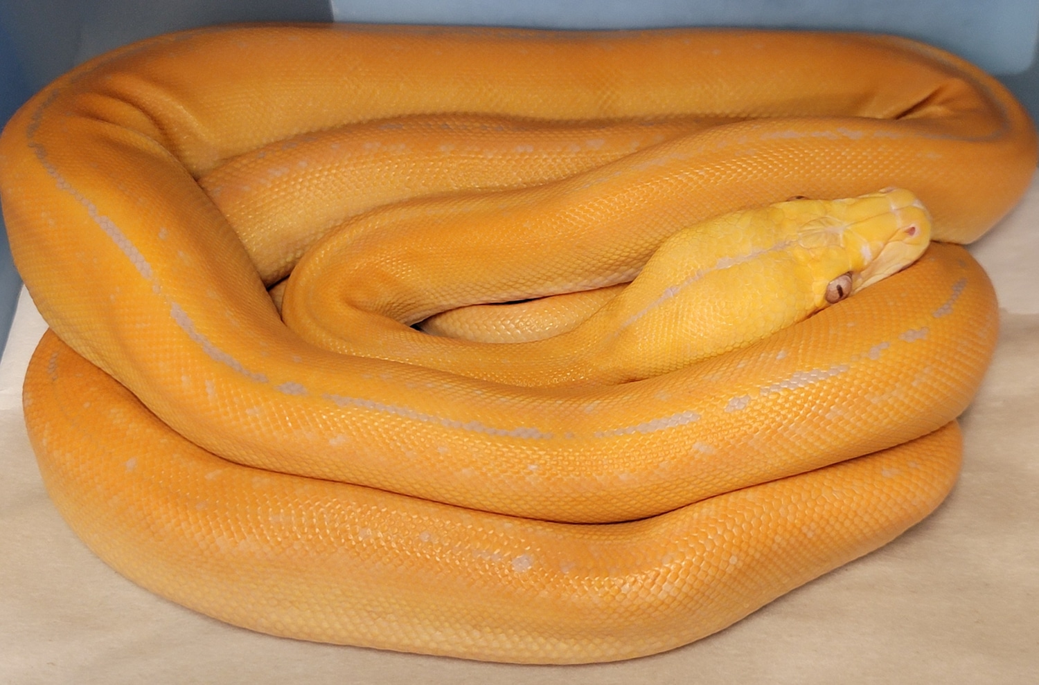 Albino Goldenchild Phantom Poss Citron Reticulated Python by In Your ...