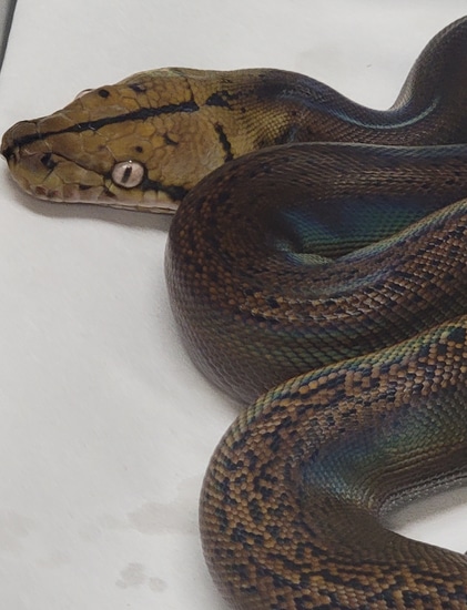 Goldenchild Het Albino Reticulated Python by In Your Face Exotix