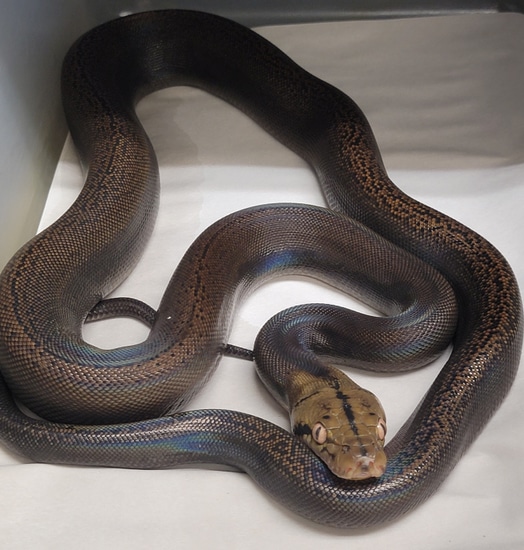 Goldenchild Het Albino Reticulated Python by In Your Face Exotix