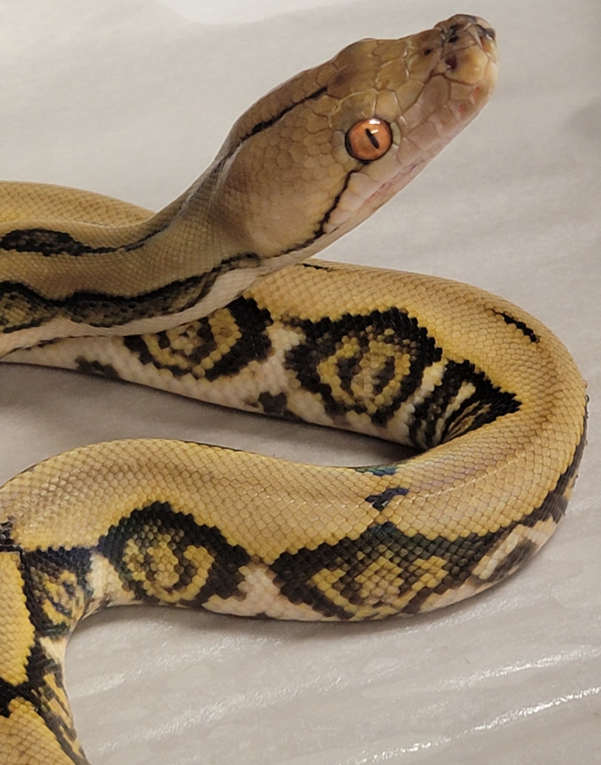 Tiger Het Albino Reticulated Python by In Your Face Exotix - MorphMarket