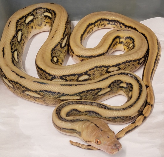 Tiger Het Albino Reticulated Python by In Your Face Exotix